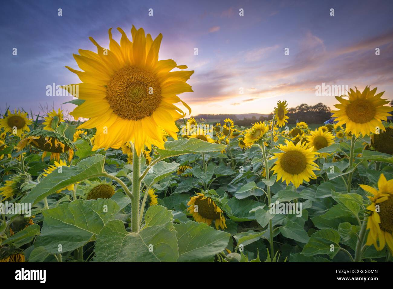 A beautiful blooming sunflower field under a sunset sky Stock Photo - Alamy