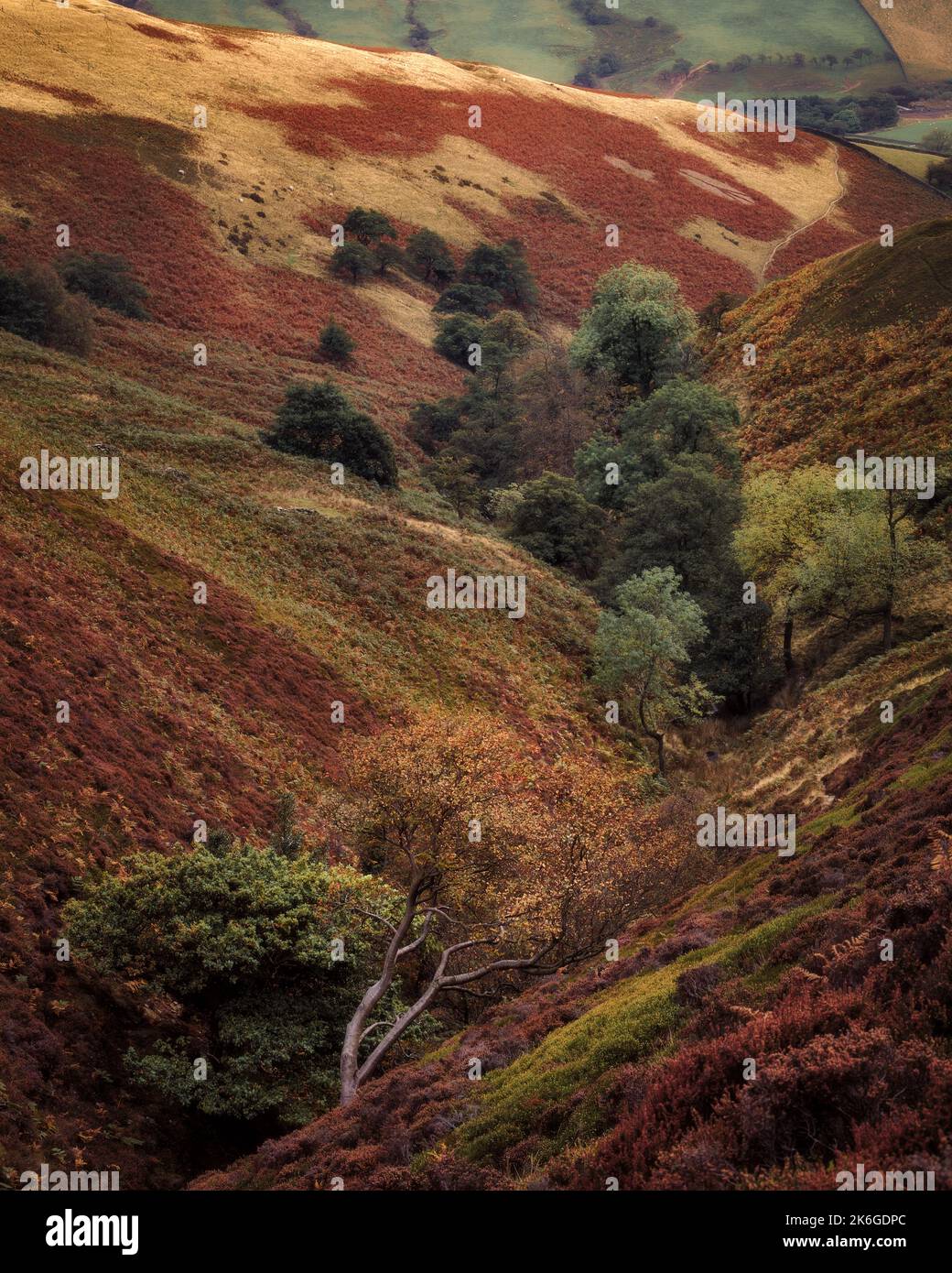 A vertical closeup of a patchwork of autumn colors in a small valley in ...