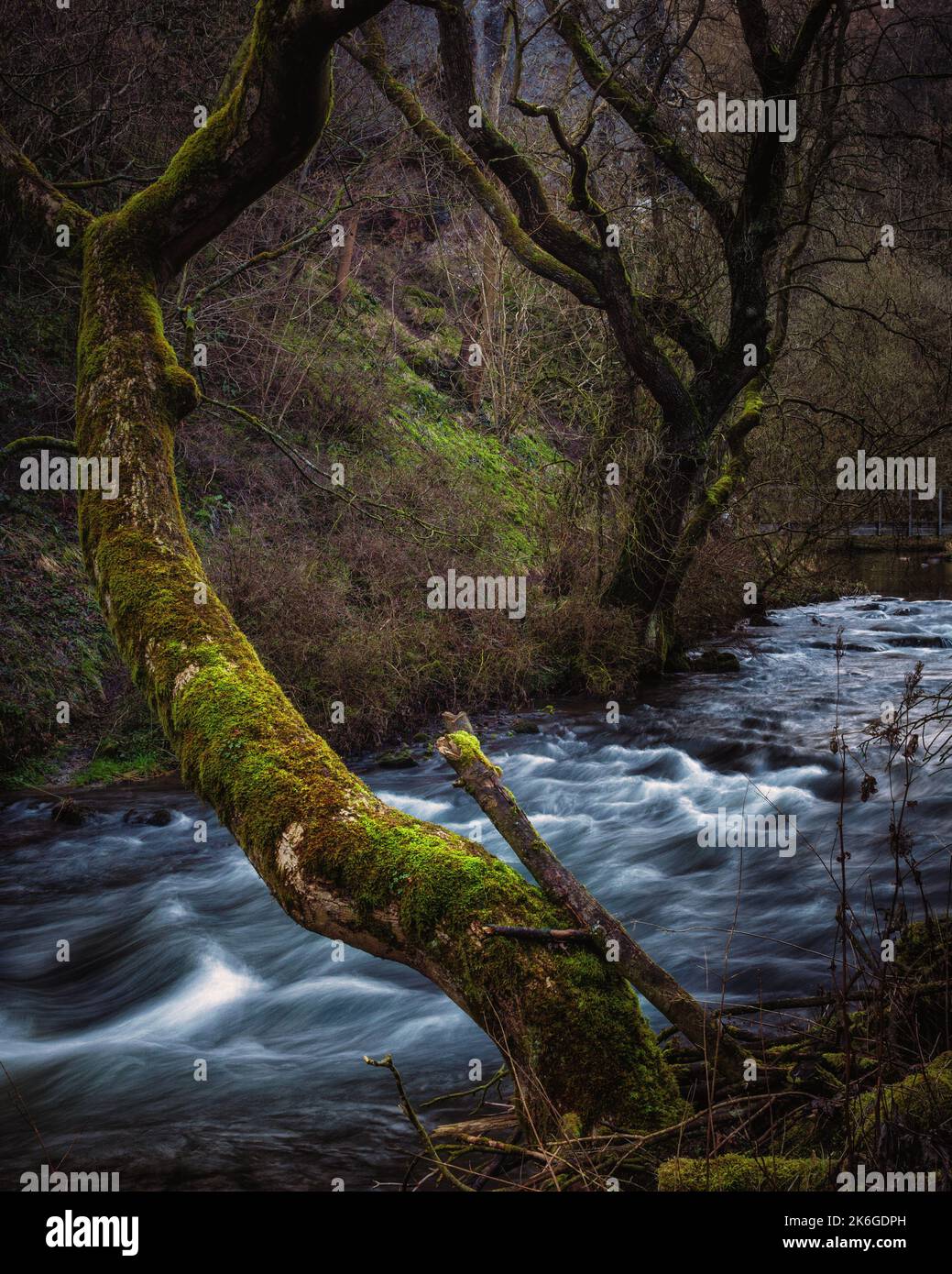 A vertical of mossy oak trees spanning a river with the long exposure ...