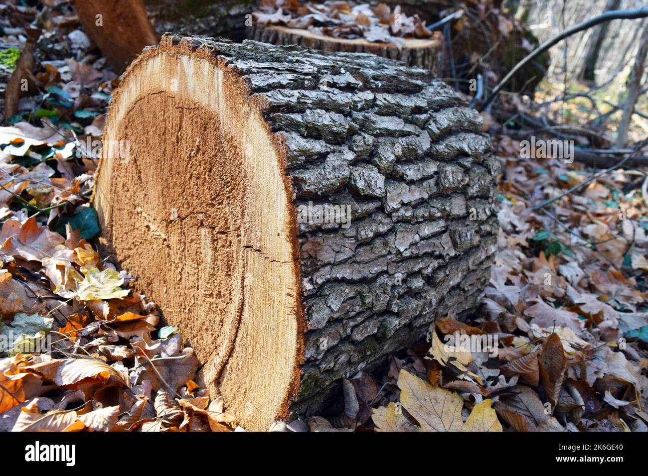 Log in a forest hi-res stock photography and images - Alamy