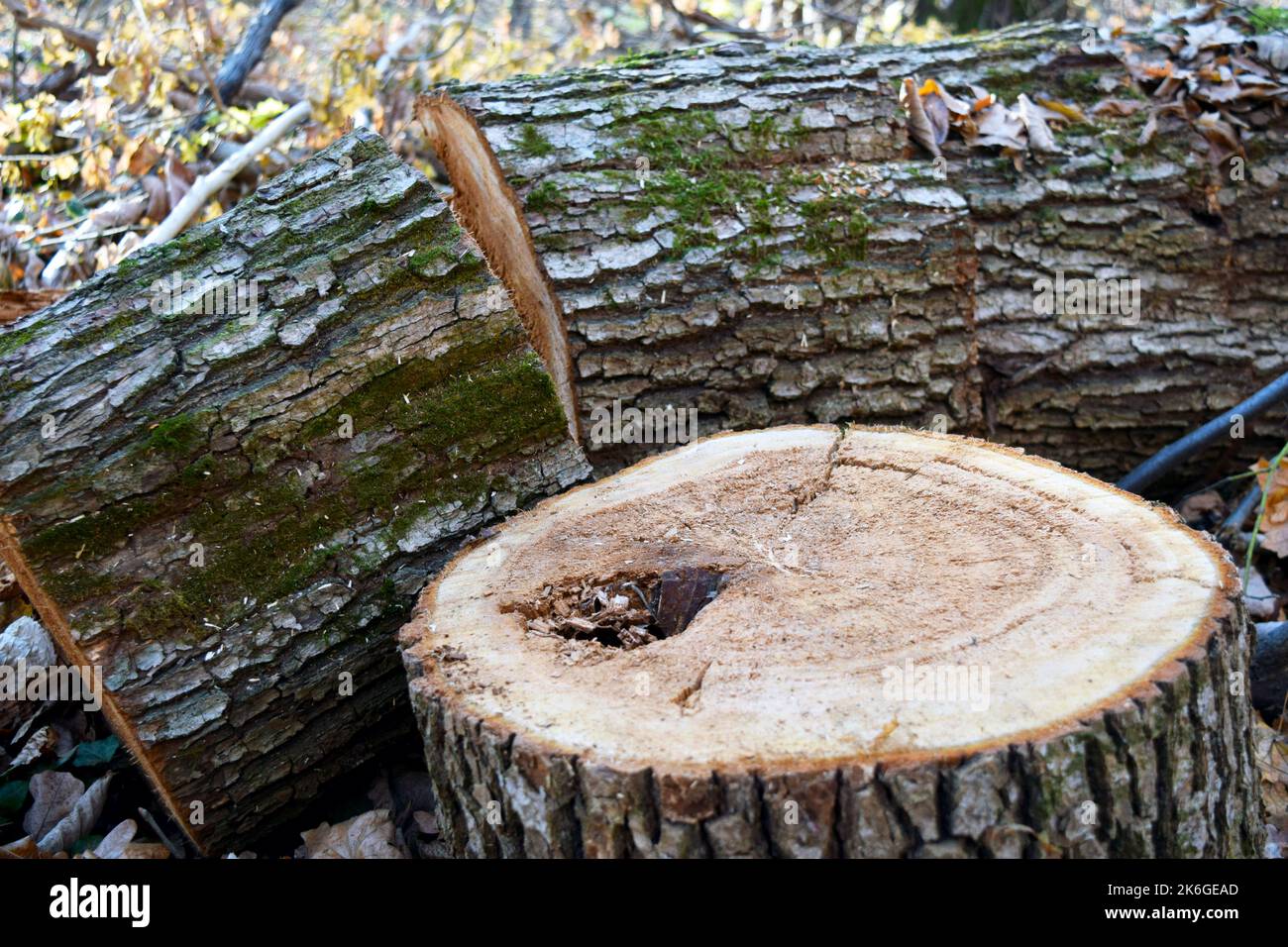Pile cut wood stump log hi-res stock photography and images - Alamy