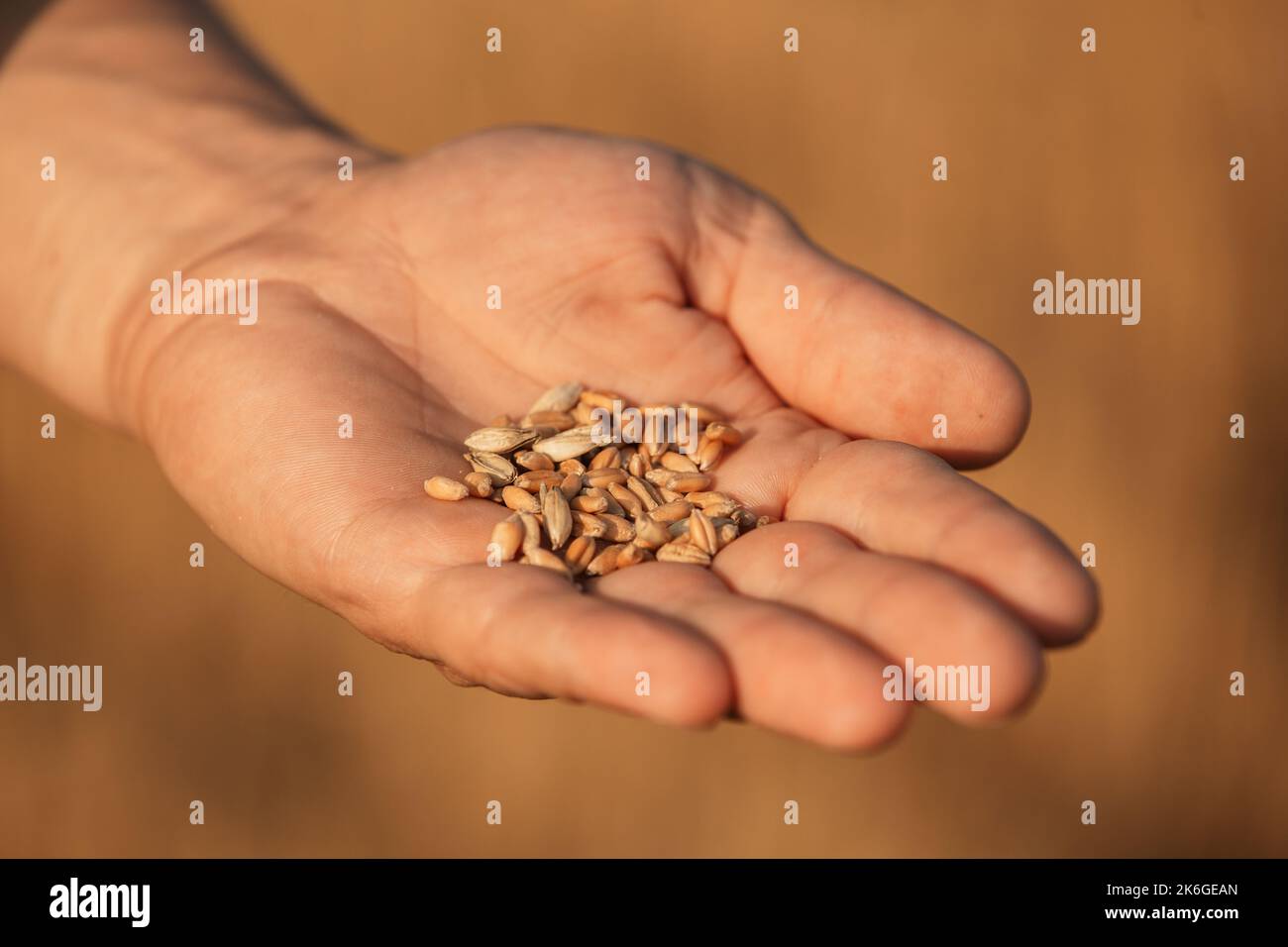 hand holding wheat golden seeds after harvesting Stock Photo - Alamy