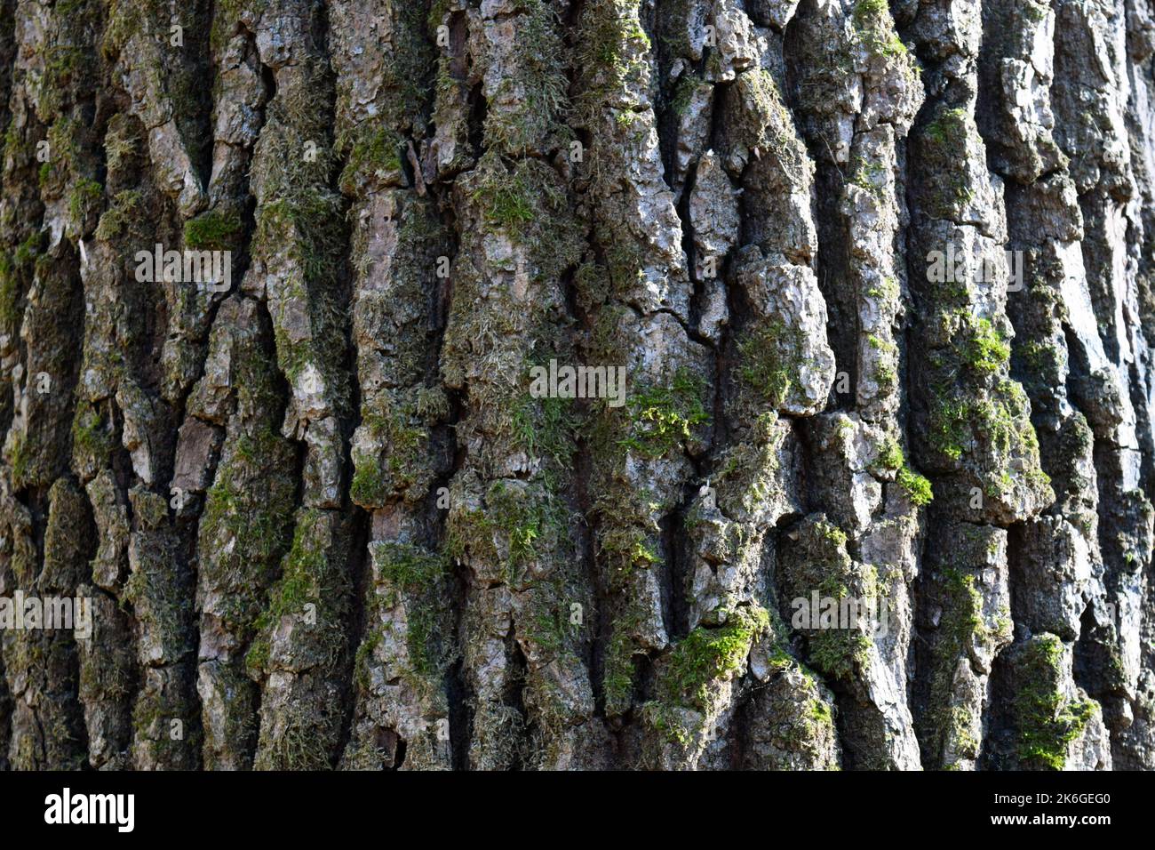 tree bark photographed close up Stock Photo - Alamy
