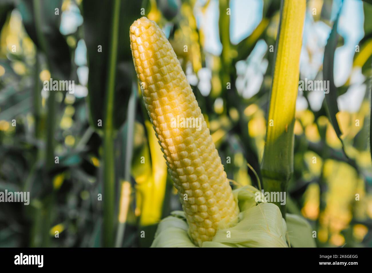 Closeup corn on stalk hi-res stock photography and images - Alamy