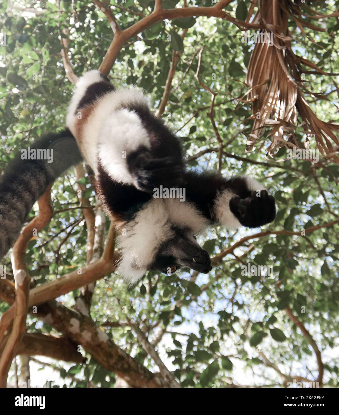 Black and white vari varecia variegata hi-res stock photography and ...