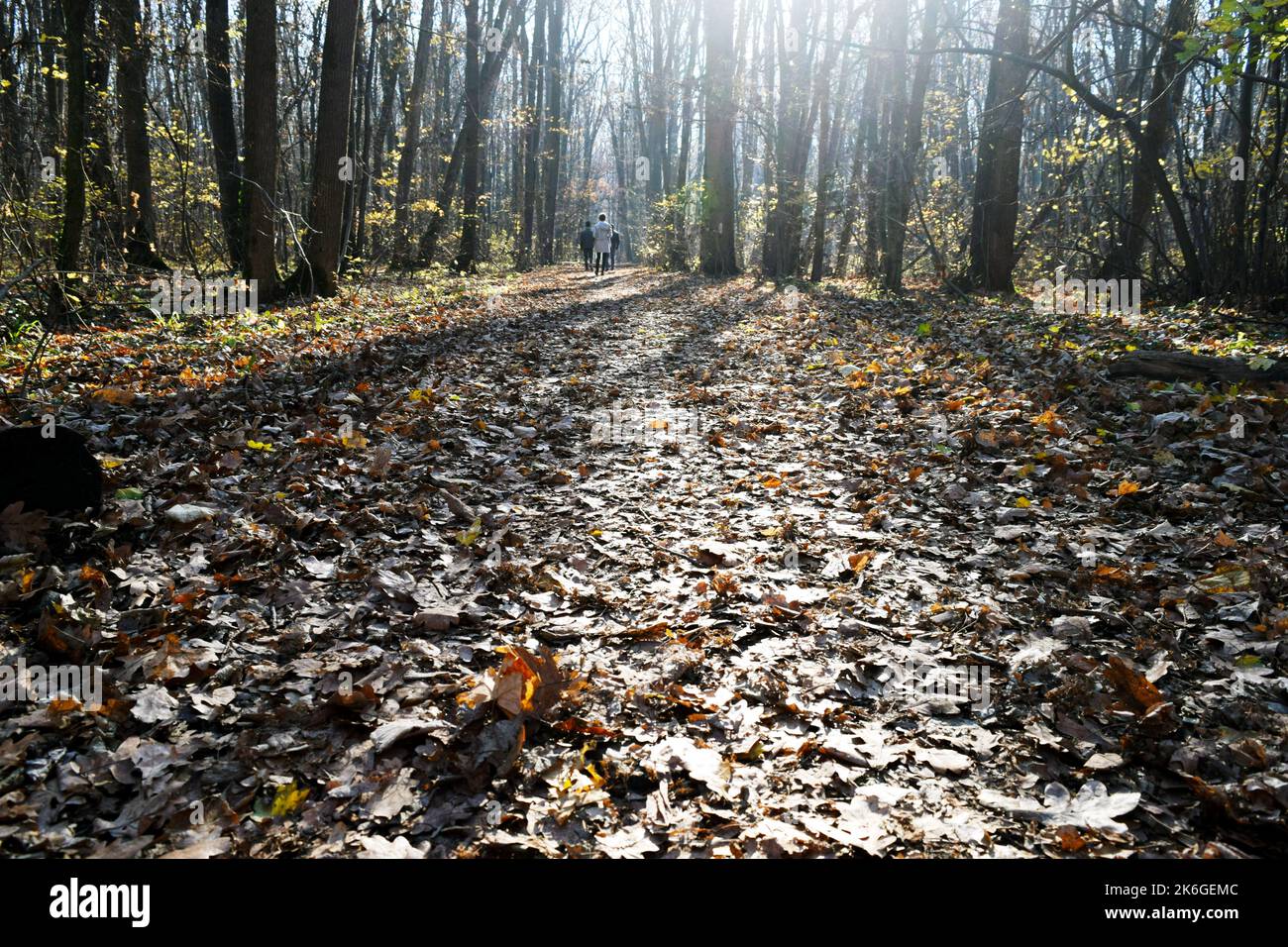 People walking on a forest path and spending time in nature; this ...