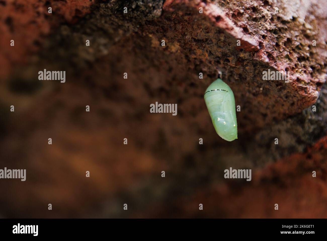 A closeup of Chrysalis hanging on a rock Stock Photo - Alamy