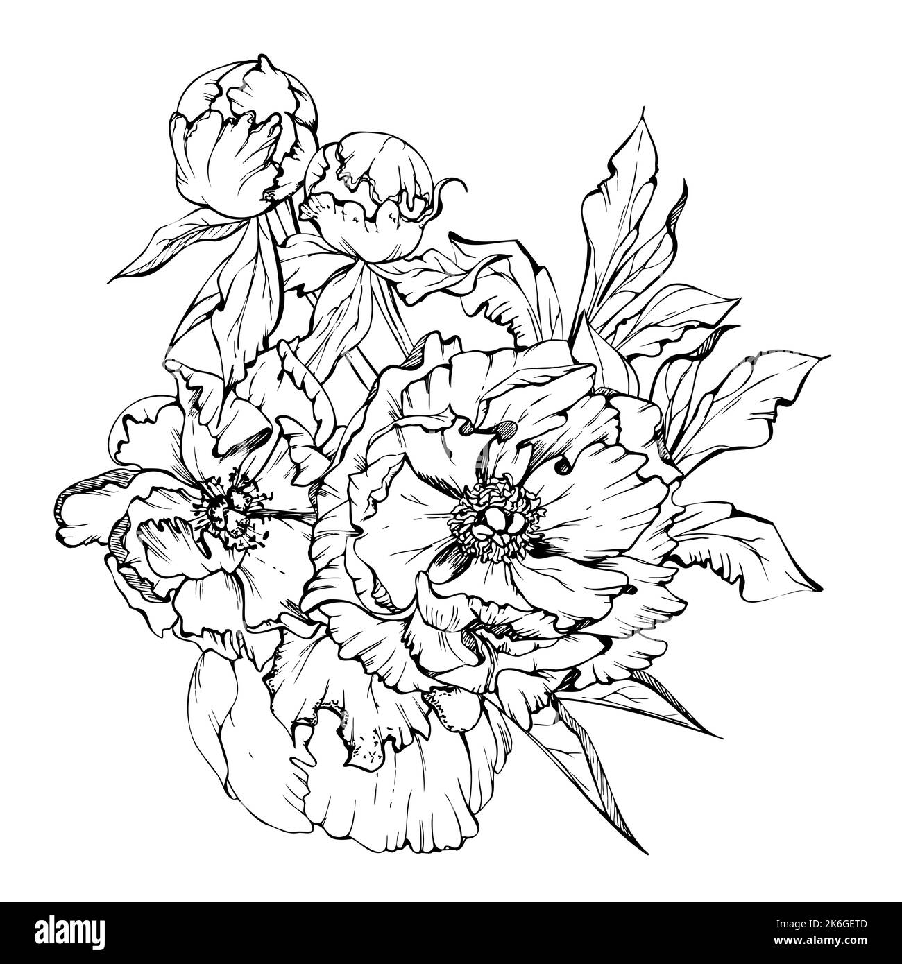 Hand drawn vector bouquet arrangement with peony flowers, buds and ...
