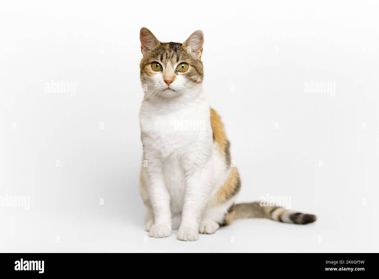 Three colored Calico cat is sitting, looking at the camera on light ...