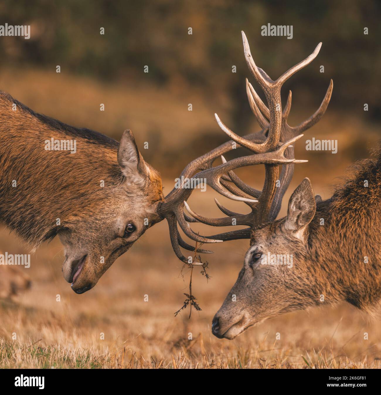 Two stags fighting antlers hi-res stock photography and images - Alamy