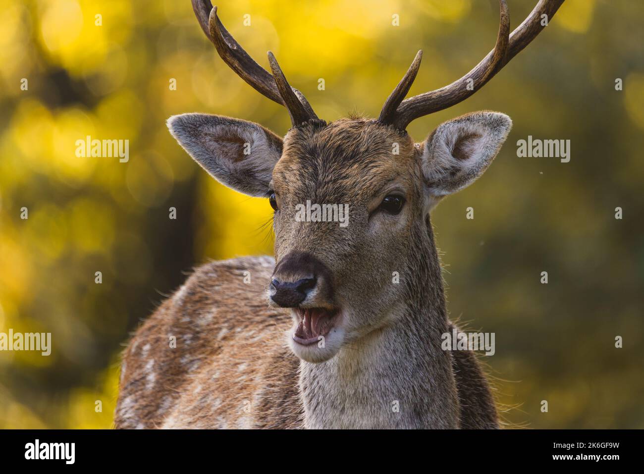 A closeup of a male fallow deer looking shocked and surprised Stock ...
