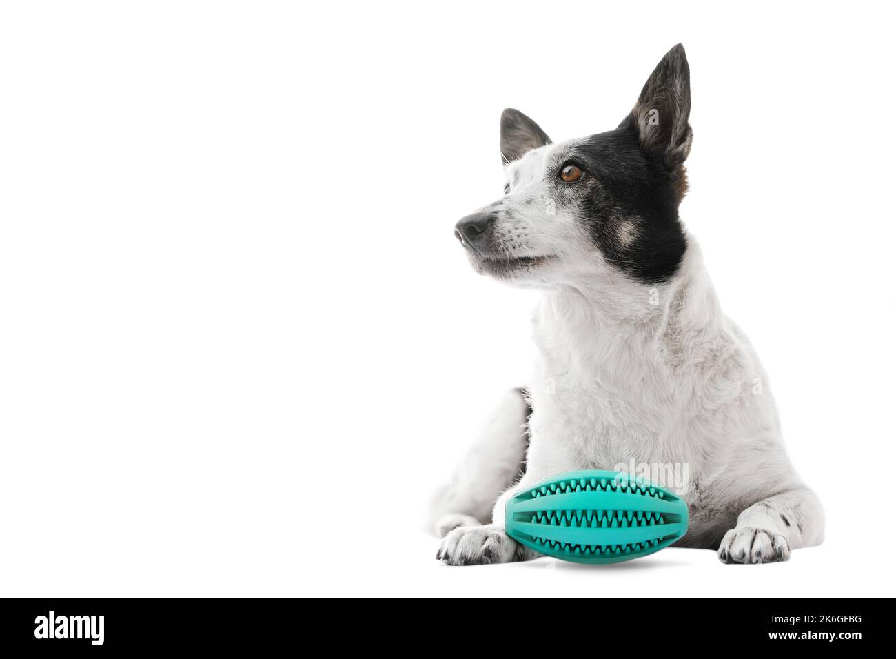 Adorable black and white dog is lying, green rubber toy between her ...