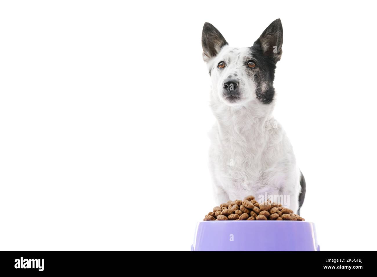 Cute black and white dog is sitting, purple bowl of kibble dog food in ...