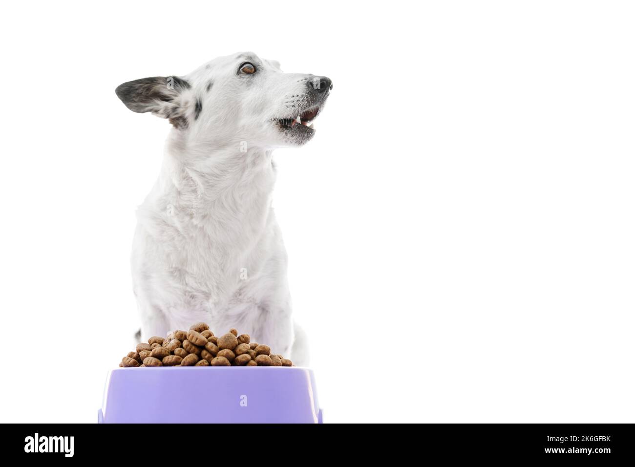 Cute black and white dog is sitting, purple bowl of kibble dog food in ...