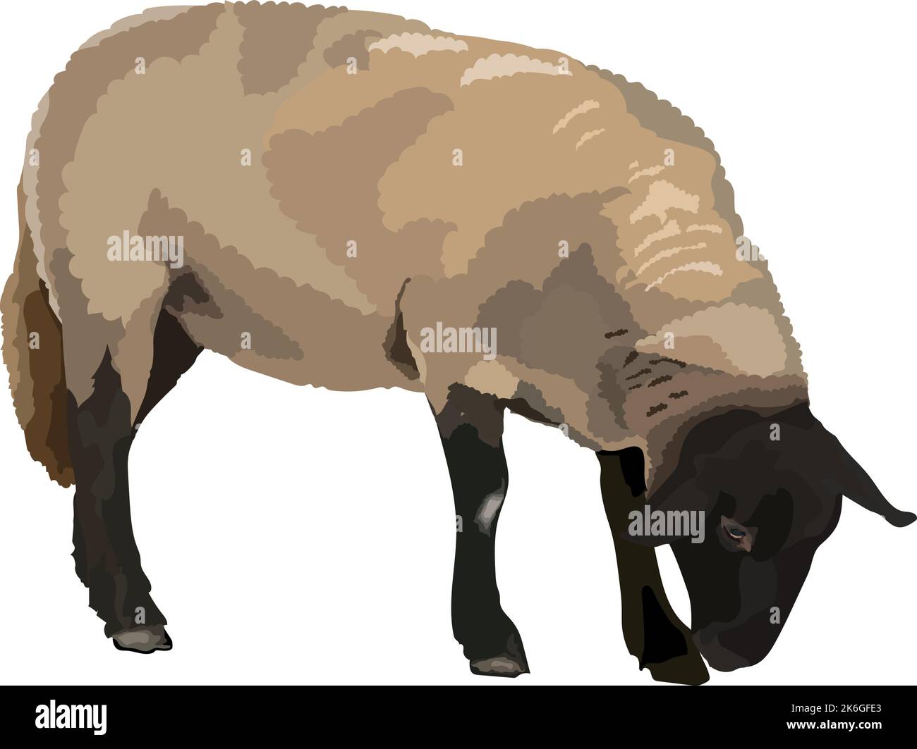 Realistic vector design of cute sheep. Domestic animal with thick ...