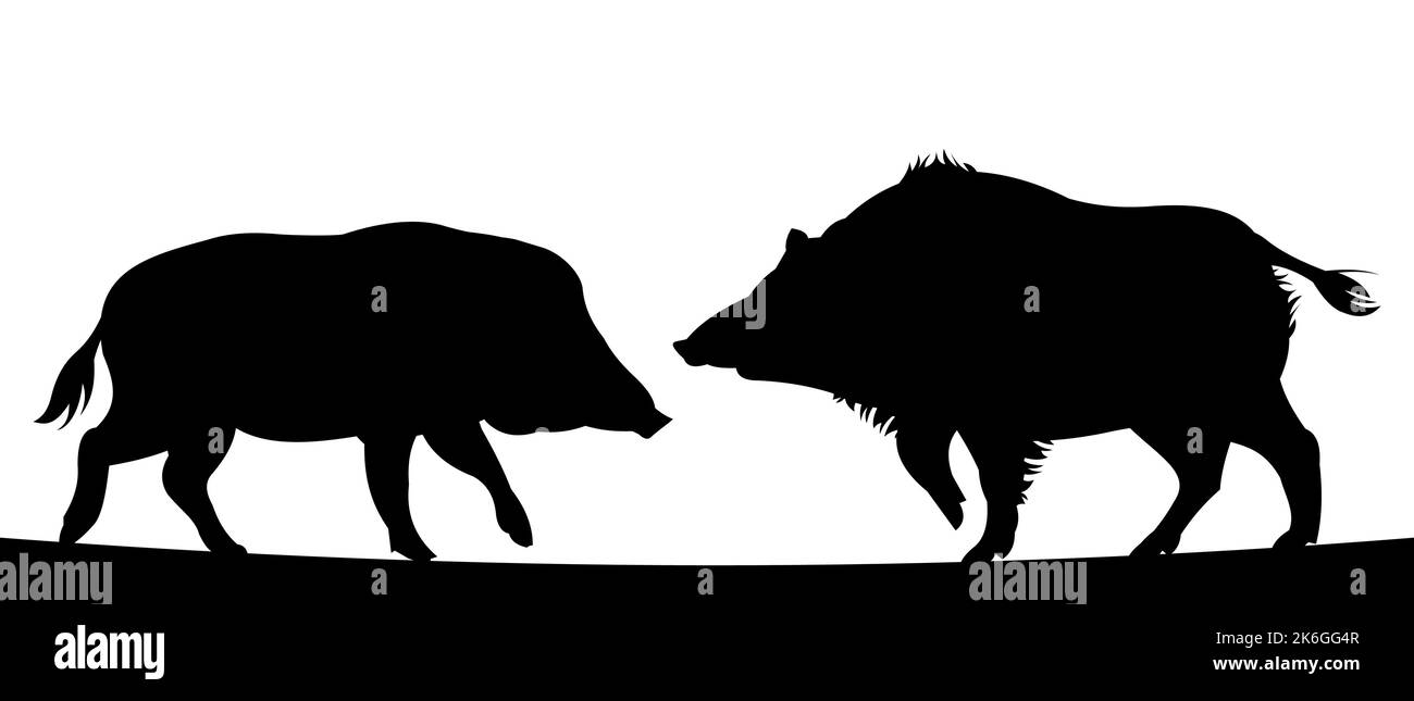 Wild boar rivals. Fight for territory. Animal in natural habitat. Wild ...