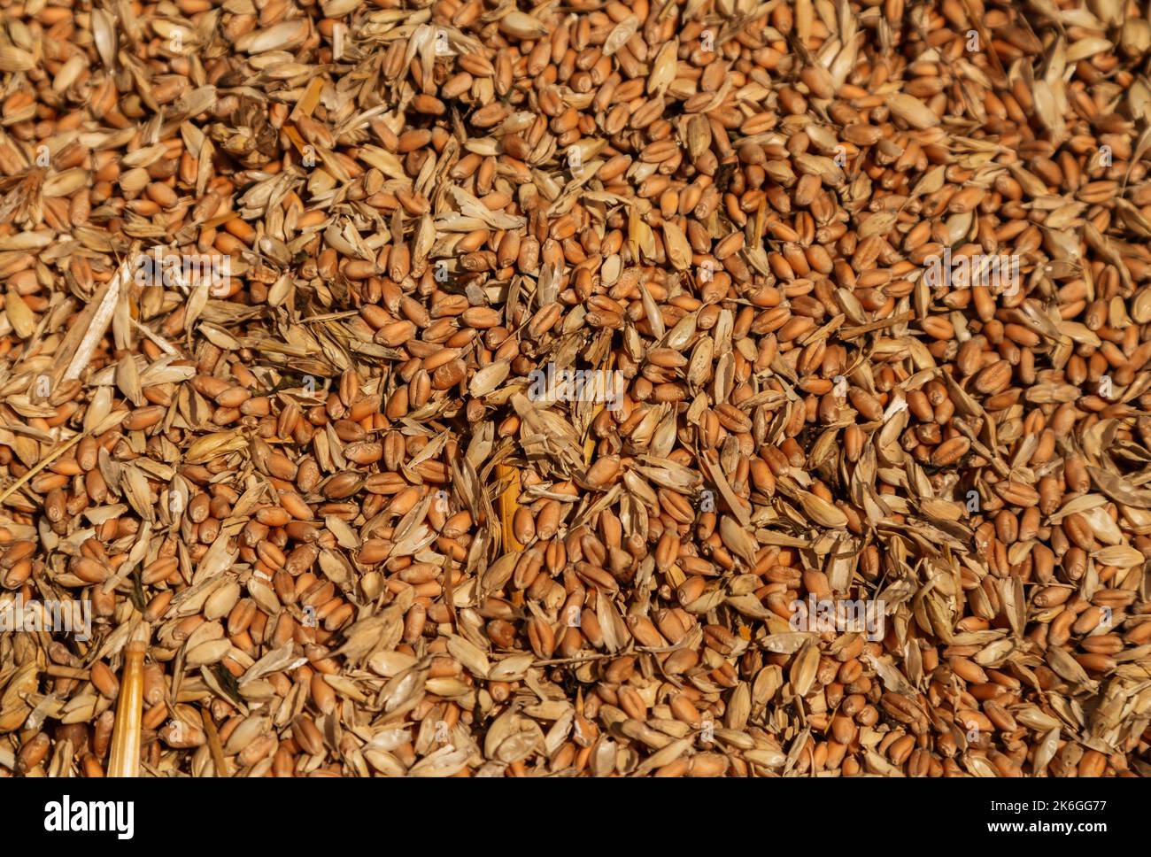 Uncleaned unsorted grain with debris after being harvested by a combine ...