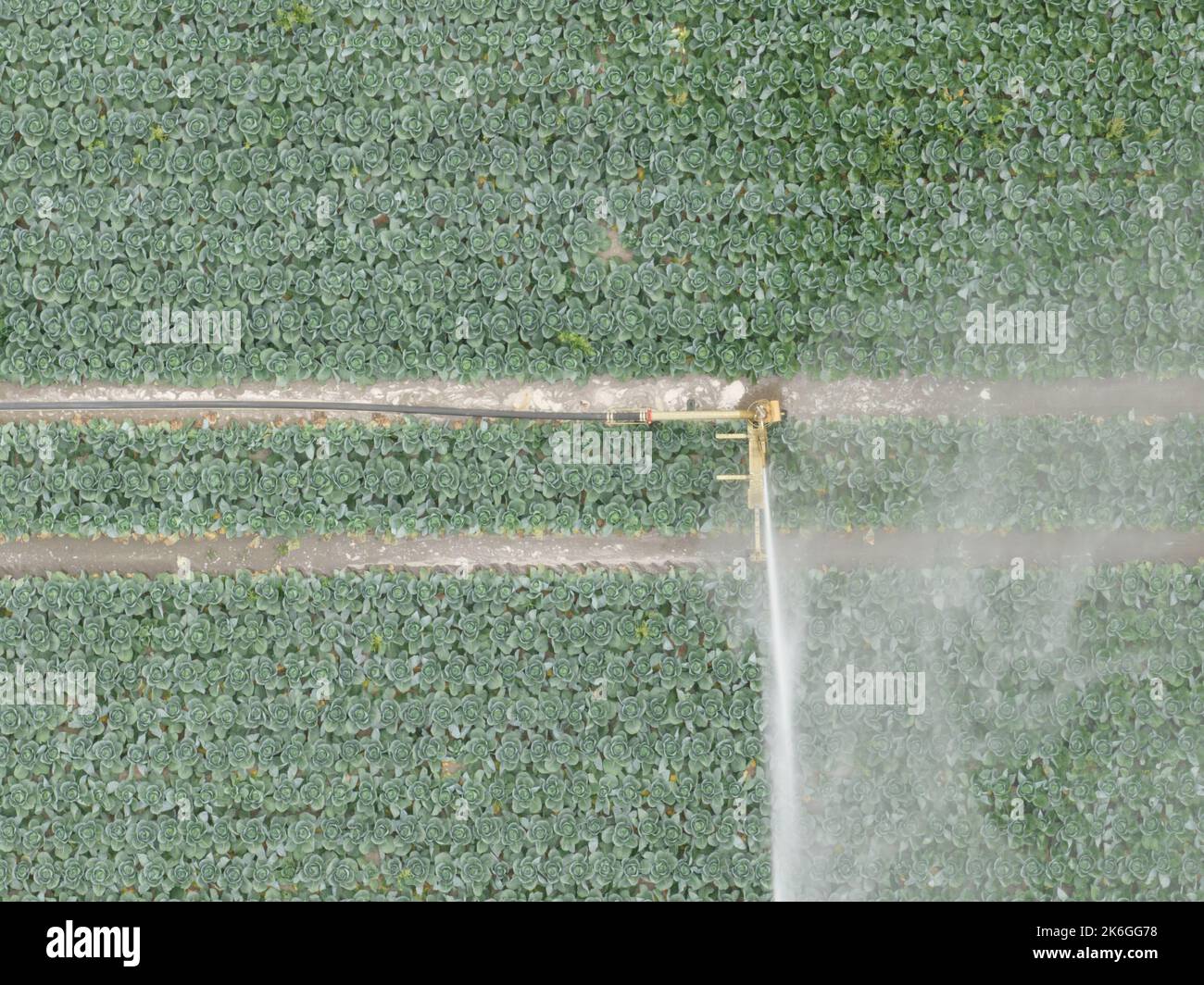 Agriculture watering of fields crops sprinkler water installation ...