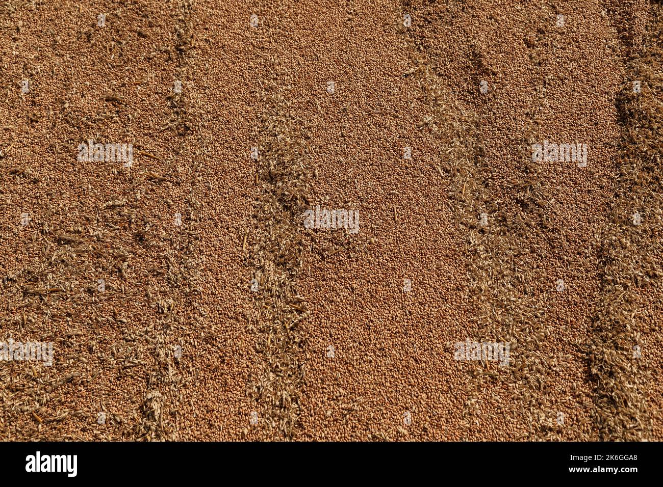 Uncleaned unsorted grain with debris after being harvested by a combine ...