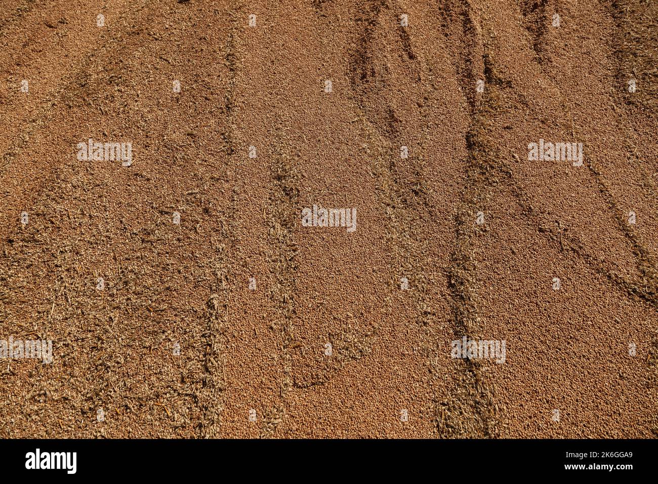 Uncleaned unsorted grain with debris after being harvested by a combine ...