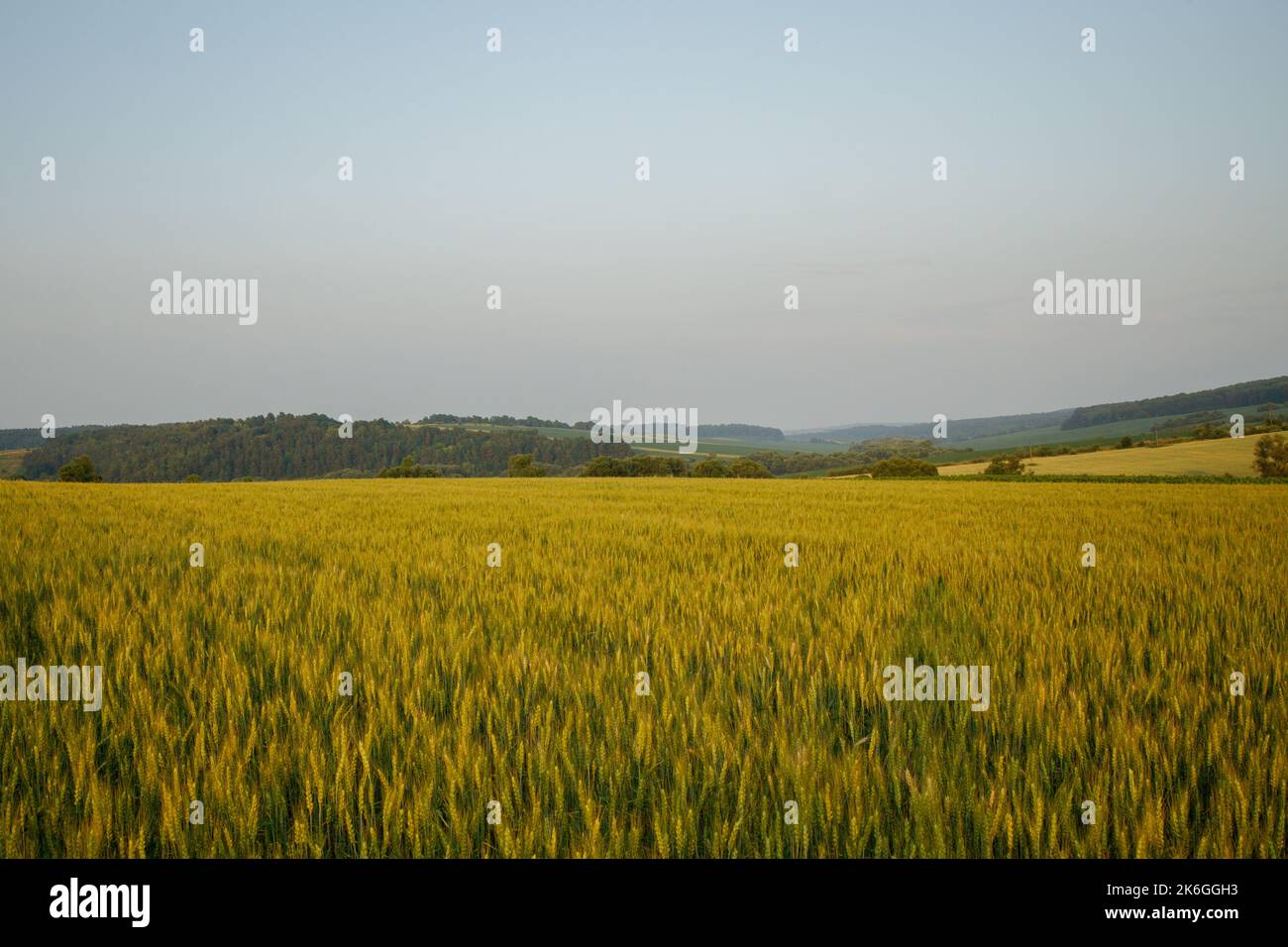 Field of green young ears of wheat. Ears of green barley. Future ... Field of green young ears of wheat. Ears of green barley. Future ...