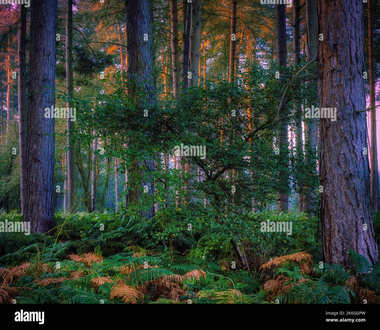 A beautiful view of tall trees in the forest Stock Photo - Alamy