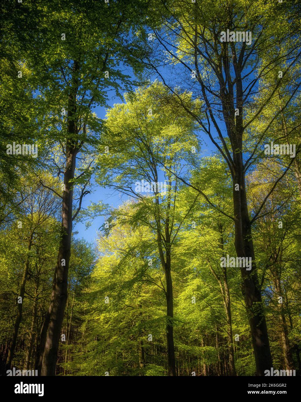 A low angle shot of green trees in the forest in Cannock Chase ...