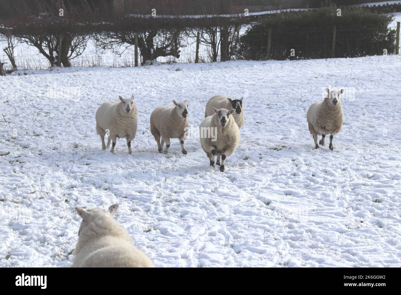 Welsh mountain winter scene in rural Wales Stock Photo - Alamy