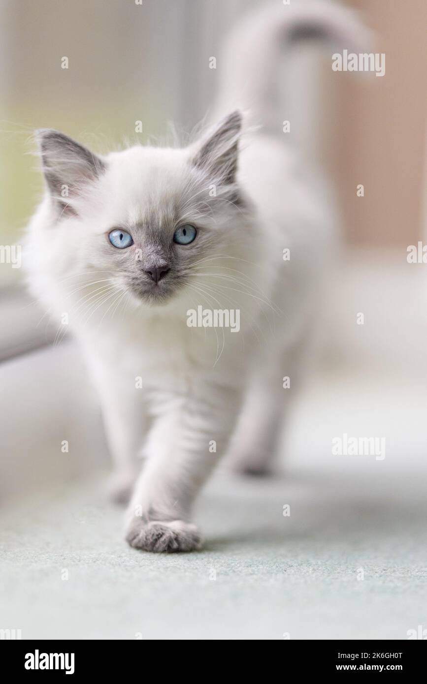 A vertical and closeup shot of the white ragdoll kitten walking towards ...