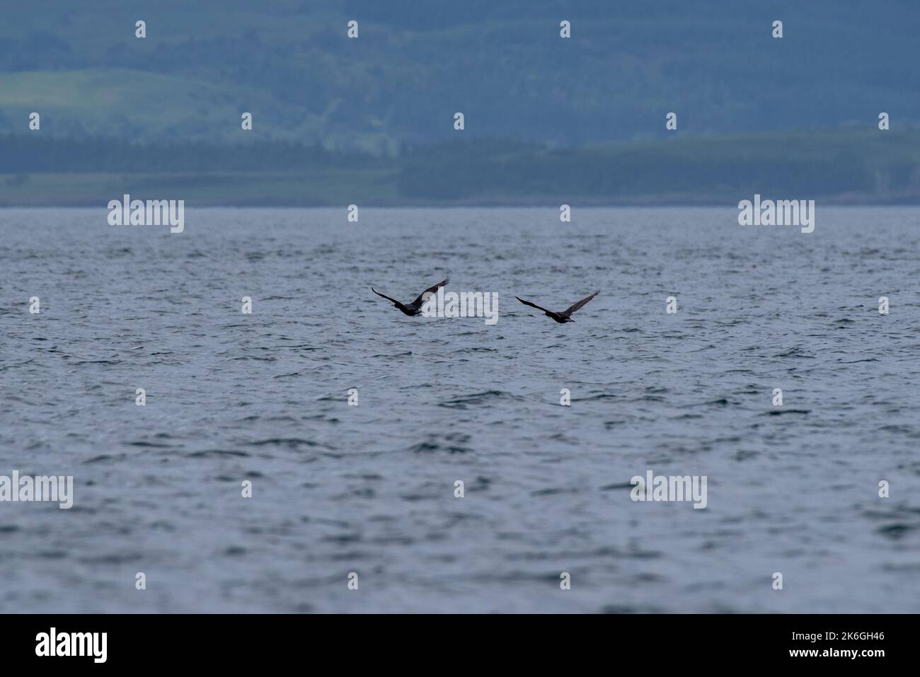 Birds flying over the ocean Stock Photo - Alamy
