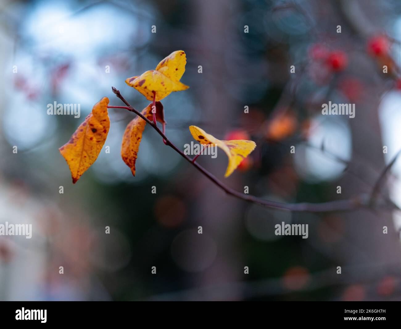 Close-up of yellow leaves on branch of tree. Autumn nature Stock Photo ...