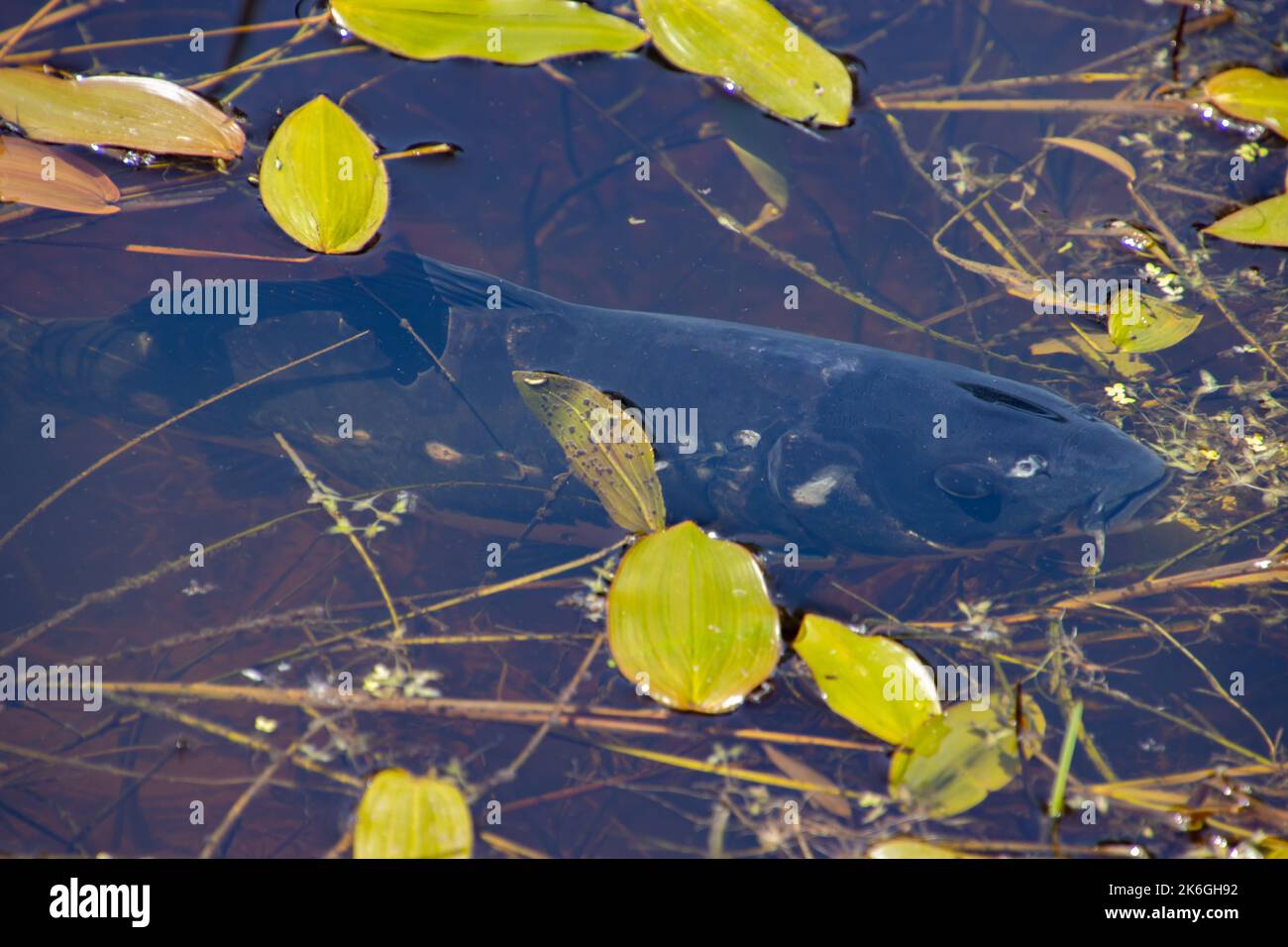 Carp in a pond covered with plants Stock Photo - Alamy