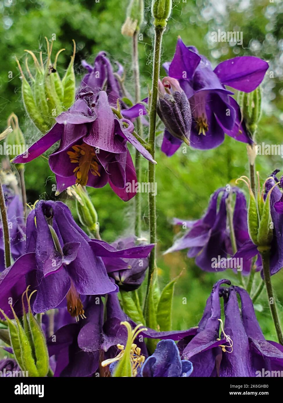 Close-up of dark purple flowers blooming common alpine columbine in the ...