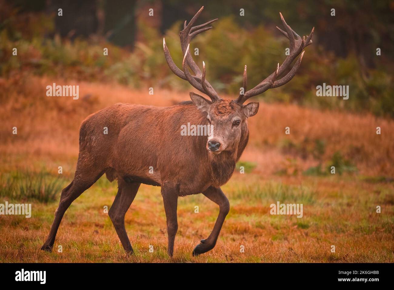 A large red stag with enormous antlers in the forest Stock Photo - Alamy