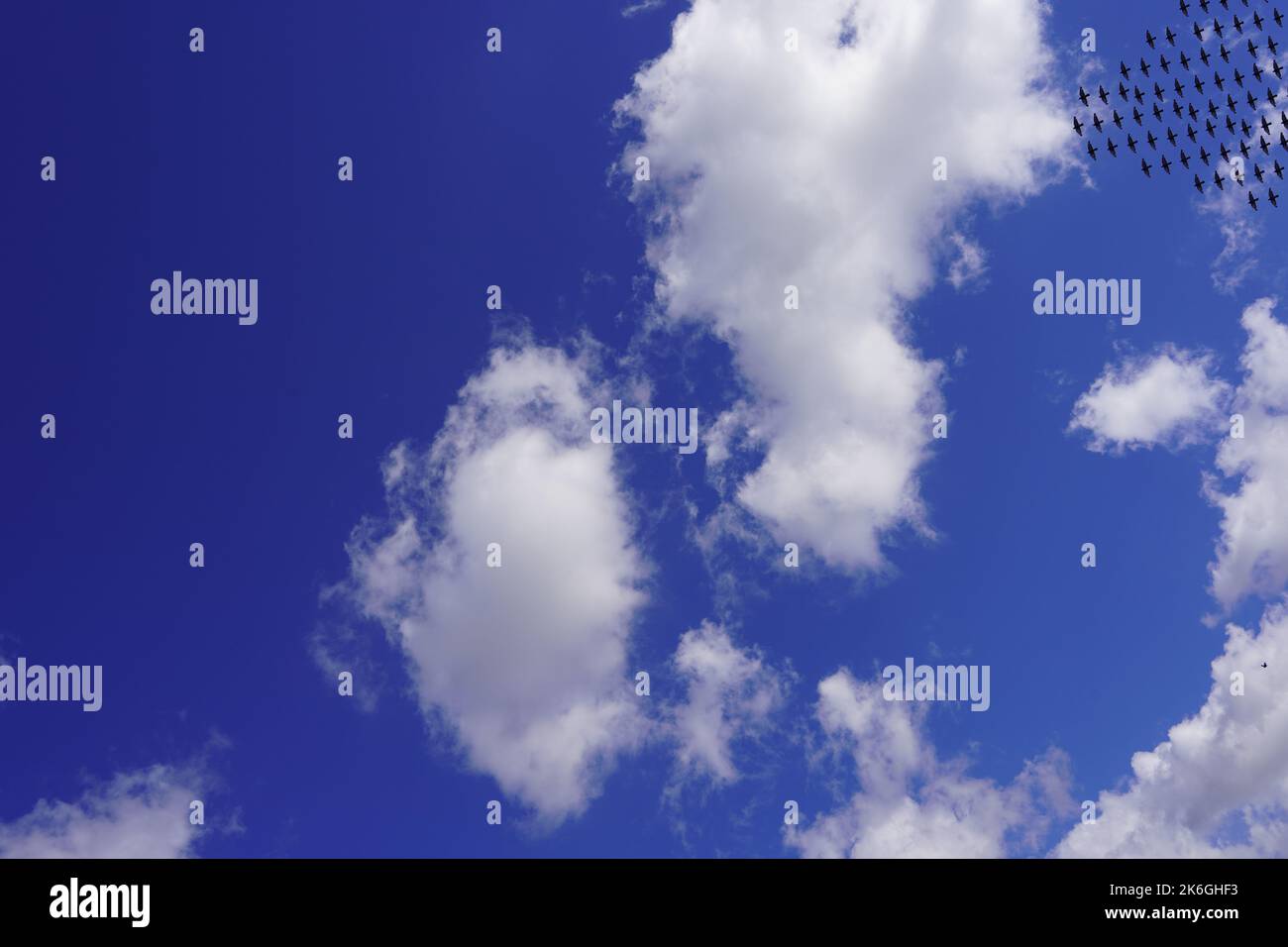 flock of birds migrating through clouds in blue sky Stock Photo - Alamy