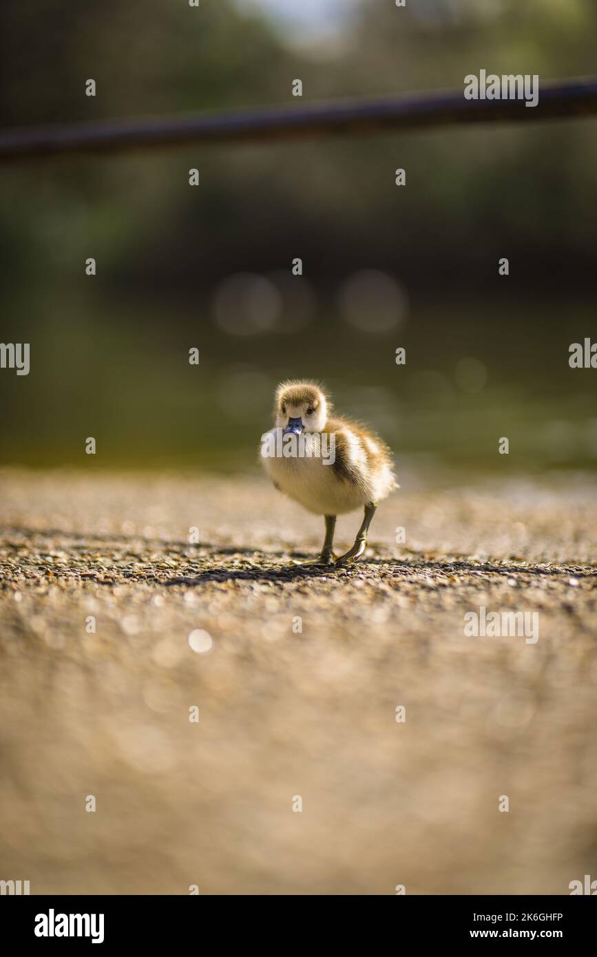A vertical shot of the baby gosling in a park in London Stock Photo - Alamy