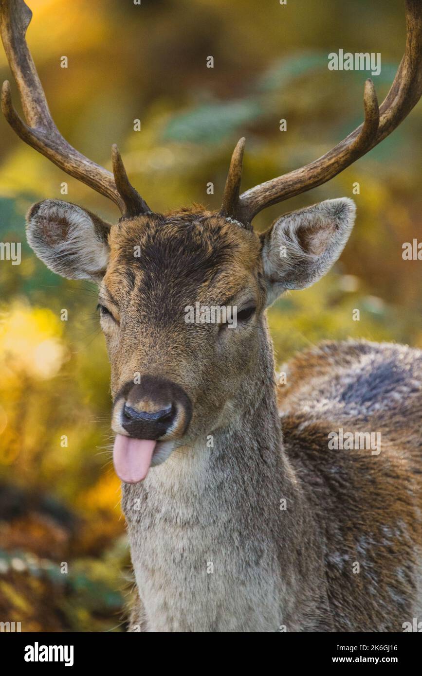 A vertical and closeup shot of the cheeky fallow deer stag sticking ...