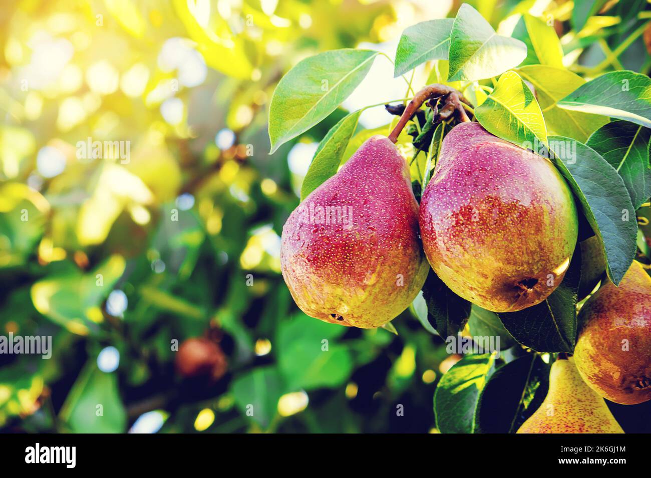 Pears on the tree. Selective focus. food and drink Stock Photo - Alamy