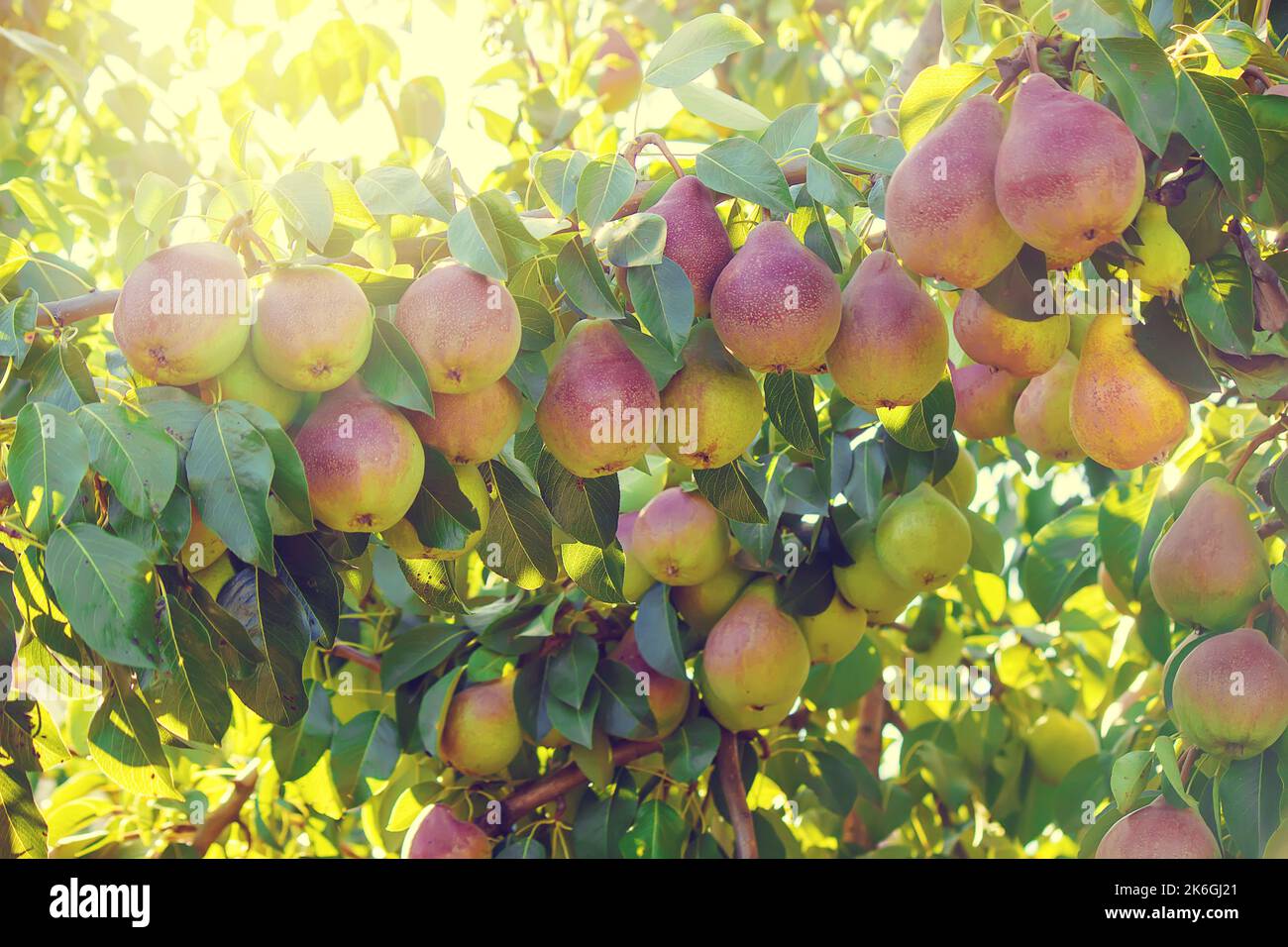Pears on the tree. Selective focus. food and drink Stock Photo - Alamy