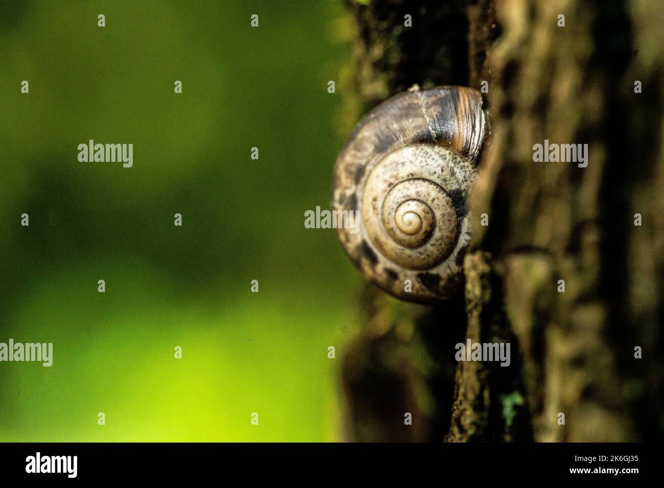 A closeup shot of a snail on a tree trunk Stock Photo - Alamy