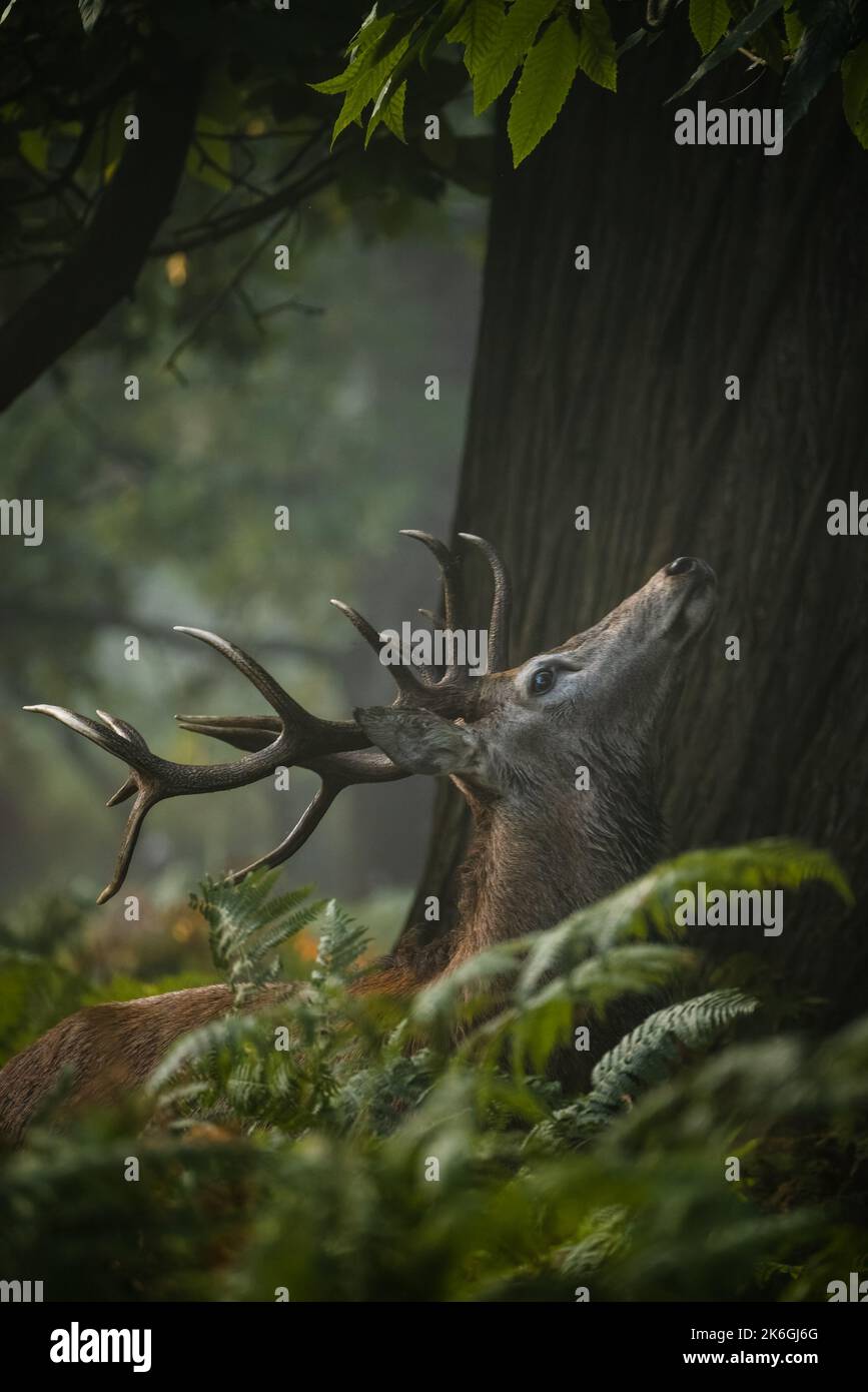 A vertical shot of the majestic red stag with large antlers standing ...