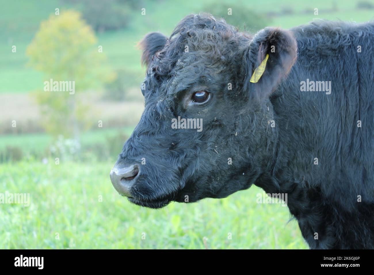 A closeup shot of a cute black cow with ear tags on a rural field Stock ...