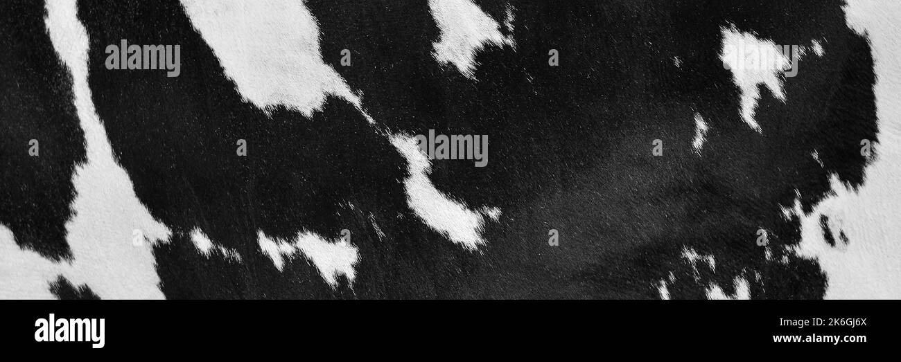 Black and White hair cow skin - real genuine natural fur, free space ...