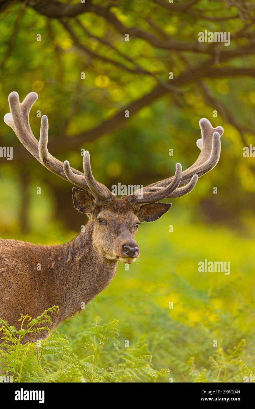 A vertical shot of the red deer stag with velvet antlers looking at the ...