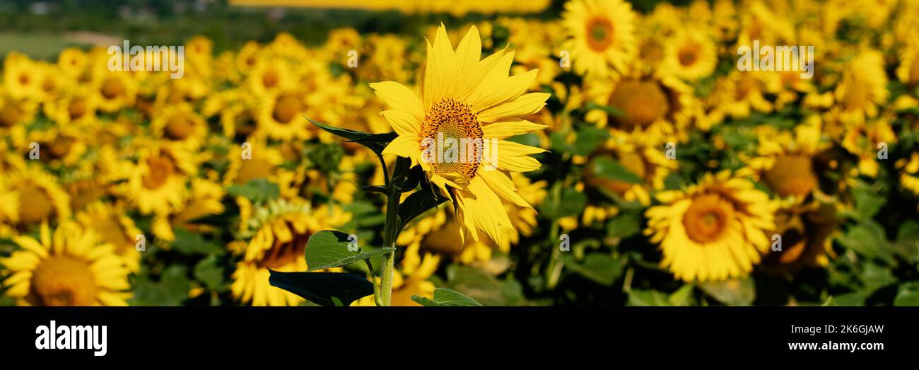 Sunflowers banner hi-res stock photography and images - Alamy