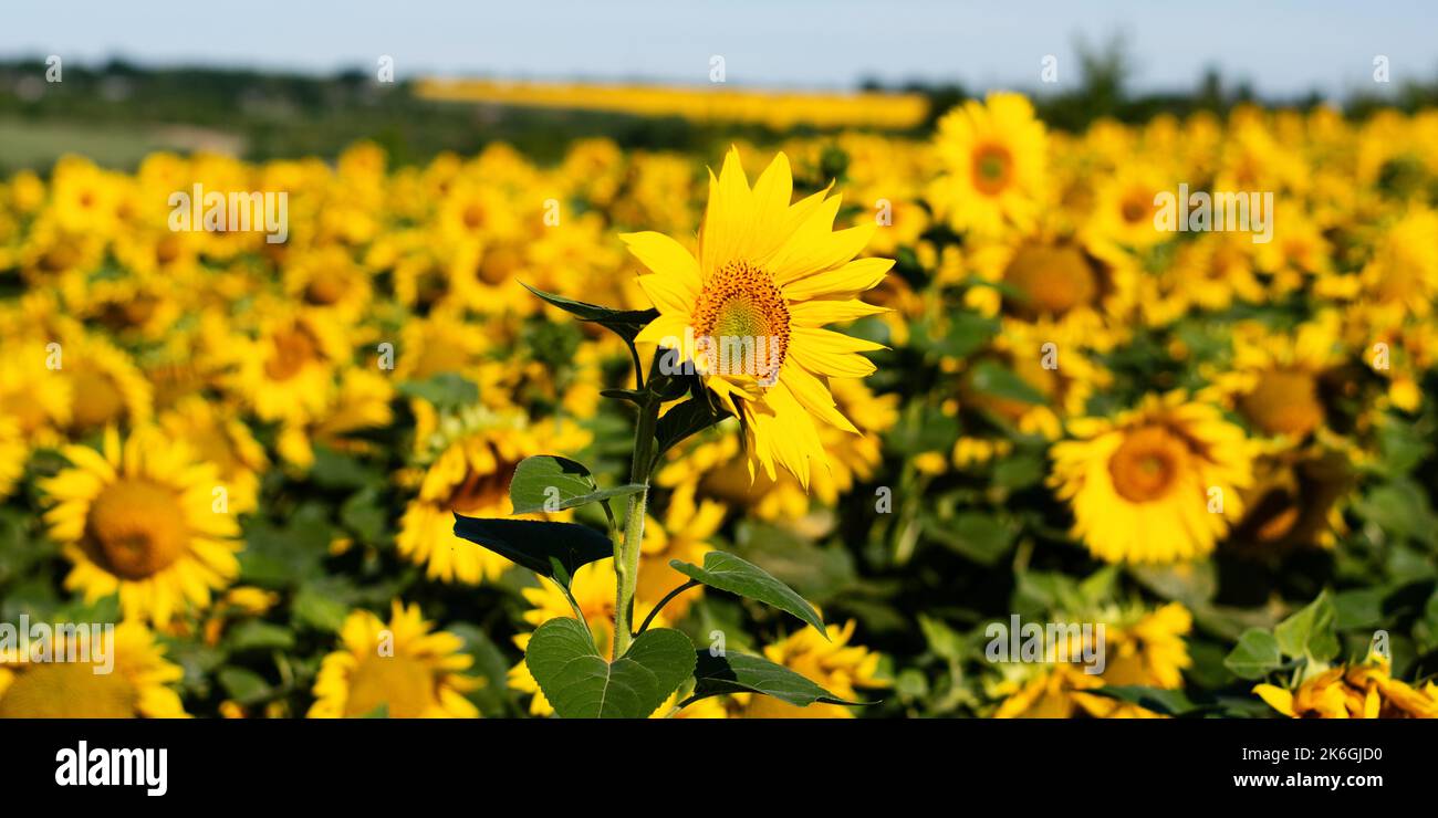sunflowers banner. Beautiful landscape with sunflowers. Many flowers ...