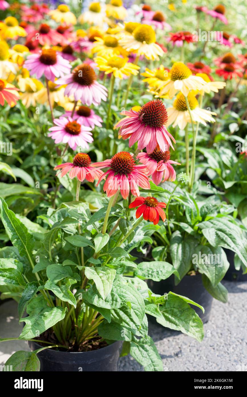 Coneflowers echinacea in a variety of colors insect friendly long ...