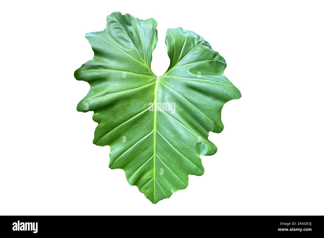 leaf isolated on white background Stock Photo - Alamy
