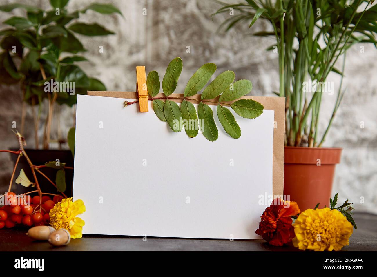 Cozy autumn mock up with home plants and flowers, rowan berry and ...