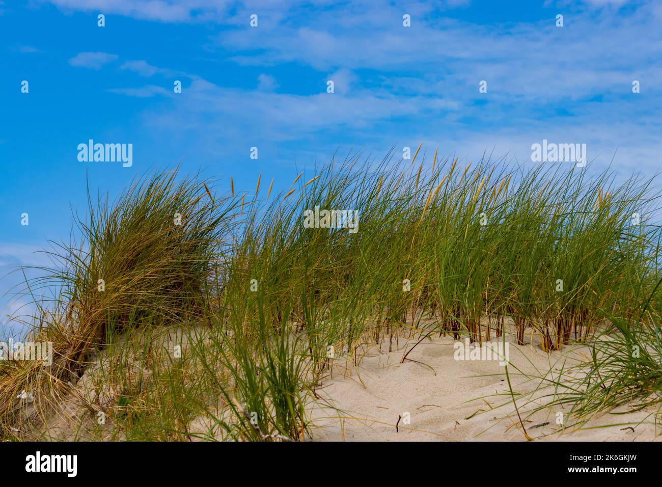 Close up of beach or marram grass, also called Ammophila arenaria or ...